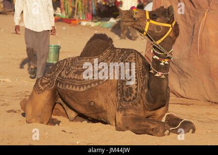 Camel with elaborate pattern cut into its fur. Nagaur livestock fair ...