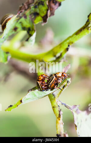 colorado potato bug on potato bush close up in garden in summer season ...