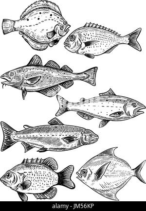 Capelin Hand Drawn Doodle Vector Illustration. Abstract Seafood Fish ...