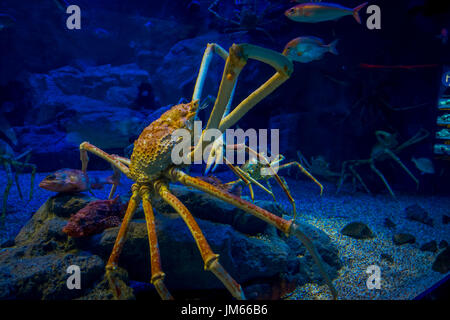 Huge Japanesse spider-crab inside of the aquarium of Osaka in Japan ...
