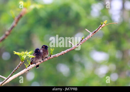 Red-vented Bulbul also known as Bulbuli, at Baikka Beel in Moulvibazar ...