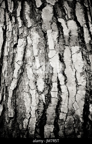 Tree bark surface texture. Black and white tree bark background, close ...