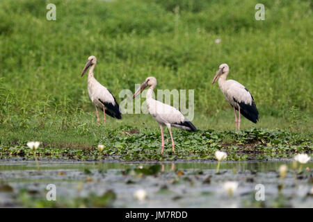 Asian Openbill also known as Shamuk Khol, at Baikka Beel in Moulvibazar ...