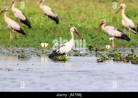 Asian Openbill also known as Shamuk Khol, at Baikka Beel in Moulvibazar ...