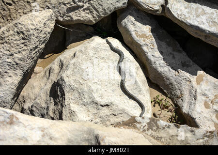 asp snake on a rock Stock Photo - Alamy