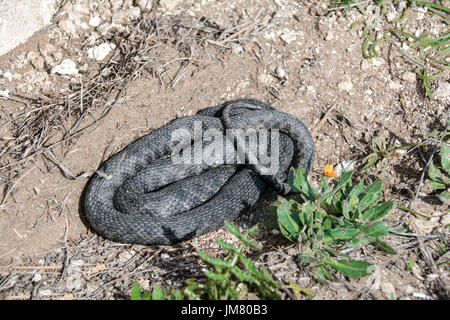 asp snake on a rock Stock Photo - Alamy
