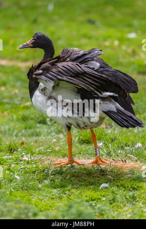 Magpie Goose at Slimbridge Stock Photo - Alamy