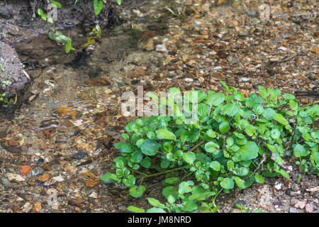 Small patch of wild Watercress / Nasturtium officinale growing wild ...