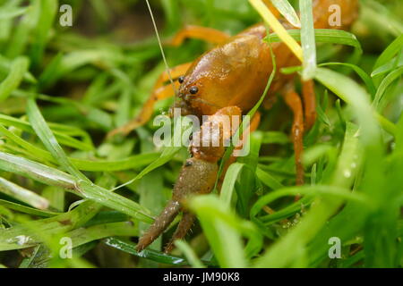 Yabby - Australian Crawfish Stock Photo - Alamy