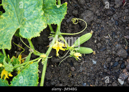 Gherkin plant growing, showing fruits, leaves, flowers and tendrils ...