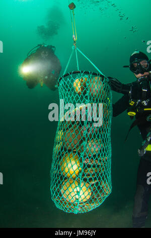 Hand diving for scallops Stock Photo - Alamy