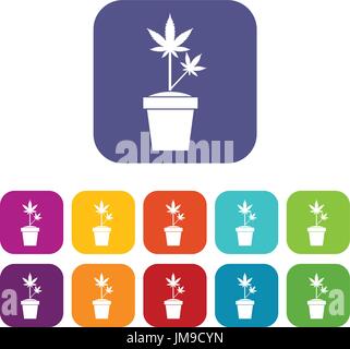 Hemp in pot set icons Stock Vector Image & Art - Alamy