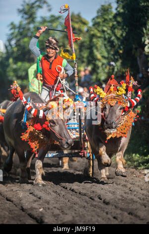 NEGARA, BALI, INDONESIA - JULY 16: Traditional buffalo race known as ...