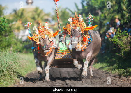 Makepung - traditional balinese bull races held in Jembrana Regency ...