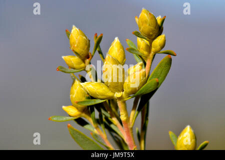 Inflorescences of the common Spinningtop Conebush (Leucadendron rubrum ...