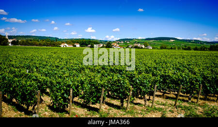 Chateau de Meursault Vineyard near Beaune, Burgundy, France in summer ...