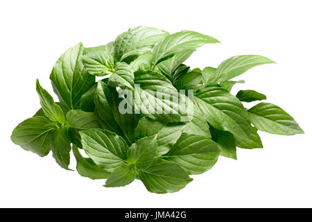 Lemon scented Basil (Ocimum basilicum), erect stem with leaves ...