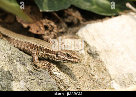 Female wall lizard (Podarcis muralis) on wall in Boscombe Bournemouth ...