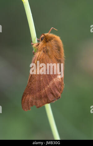 Moth fox moth Stock Photo - Alamy