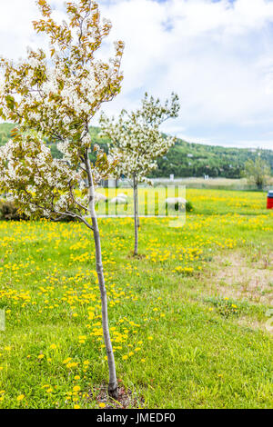 Cherry tree planted by river Stock Photo - Alamy