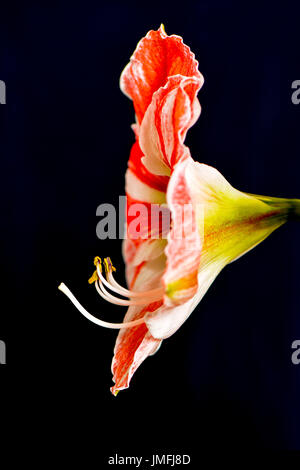 Lily flowers low key Stock Photo - Alamy