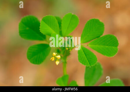Toothed Medick, Provence, Southern France (Medicago polymorpha ...