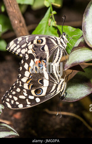 Common Lime Butterfly or Citrus Swallowtail (Papilio demoleus ...