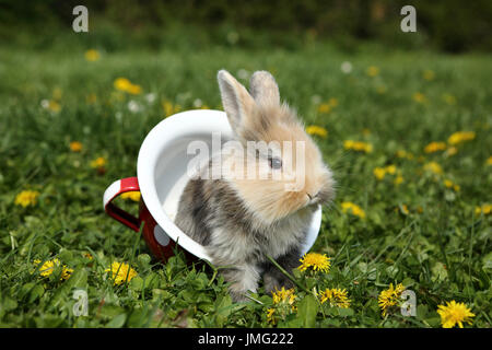 Cute baby bunnies in nature Stock Photo - Alamy
