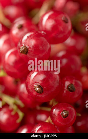 Picture of Red currant berries close up. Macro Stock Photo - Alamy