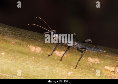 A Peruvian Black Stick insect Stock Photo - Alamy