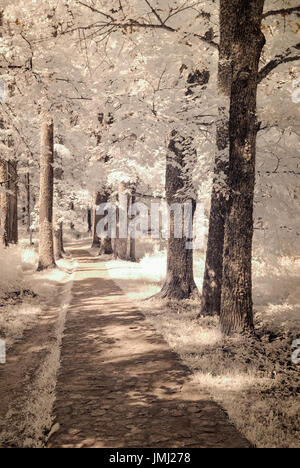 infrared camera image. colored. gravel road in countryside with trees ...