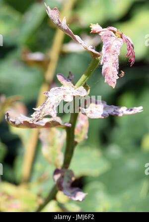 powdery mildew (Microsphaera alphitoides, Erysiphe alphitoides), on oak ...