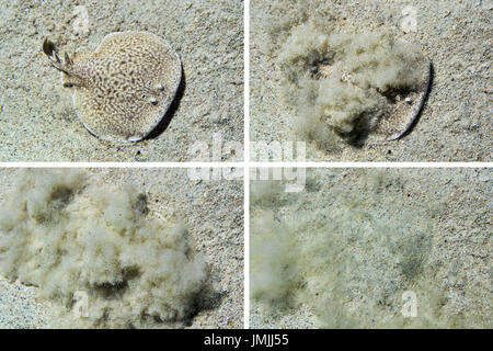 Black-spotted torpedo ray (Torpedo fuscomaculata) laying on sand, coast ...
