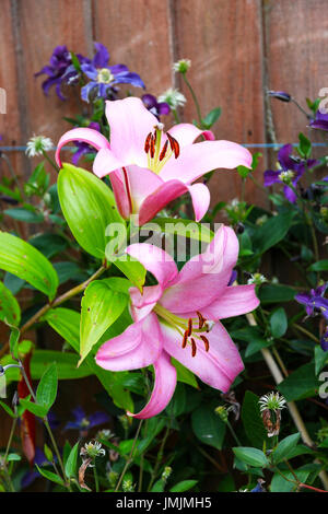 Lily (Lilium orientale) flowering in Summer Stock Photo - Alamy