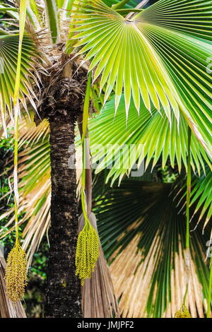 Fan-shaped palm tree (Arecaceae), close-up Stock Photo: 17170515 - Alamy