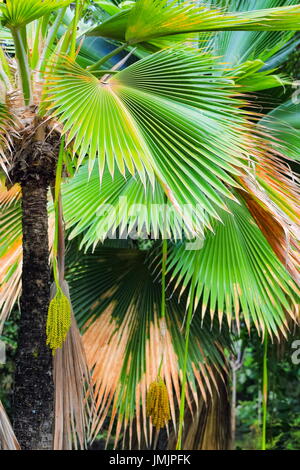 Fan-shaped palm tree (Arecaceae), close-up Stock Photo - Alamy