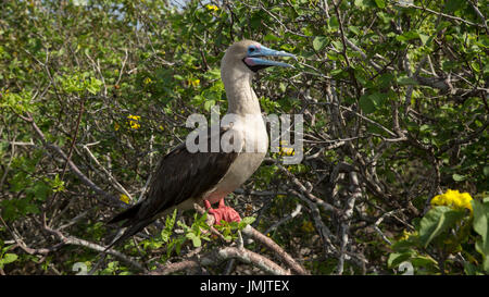 Red footed booby - Piquero de patas rojas - Galápagos Islands Stock ...