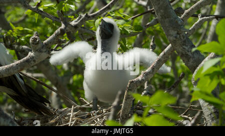 Red footed booby - Piquero de patas rojas - Galápagos Islands Stock ...