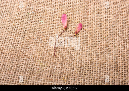 Flower petals found on linen canvas Stock Photo - Alamy