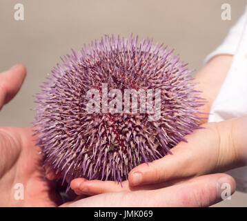 sea urchin, a spiny echinoderm, living in the seabed of the ocean sea ...