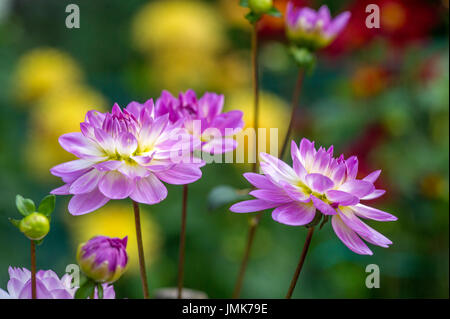 Dahlia 'Sandia Melody', Dahlia Stock Photo - Alamy