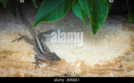 A brown anole (Anolis sagrei), also known as the Bahaman anole or De la ...