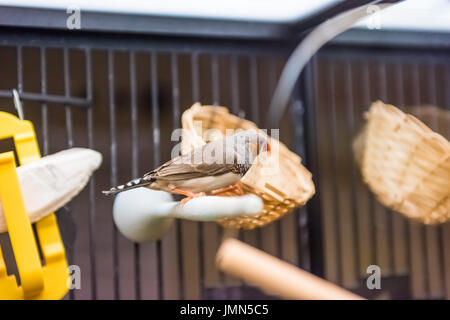 Close up Profile House Finch Bird with Orange Chest and Head Feathers ...