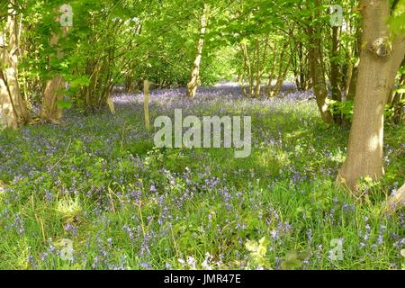 Aqualate Mere National Nature Reserve, the largest glacial lake in the ...