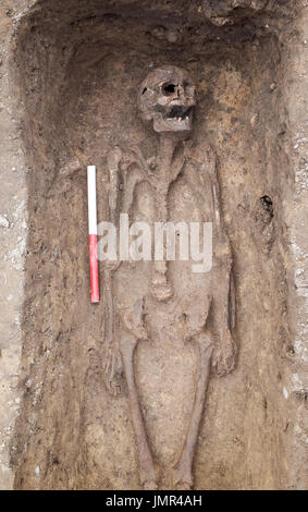 Archaeological excavation with skull still half buried in the ground ...