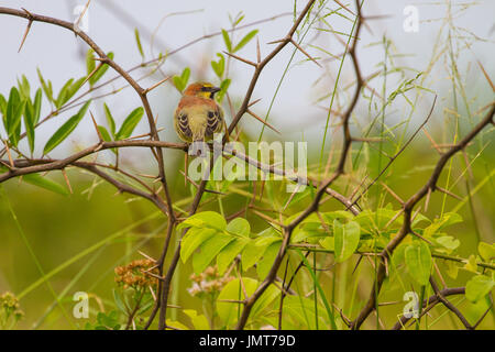 Plain backed Sparrow ( Passer flaveolous ) , standing on branch Stock ...