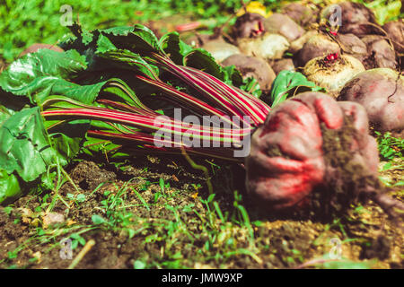 Fresh beet crop lies on the ground Stock Photo - Alamy