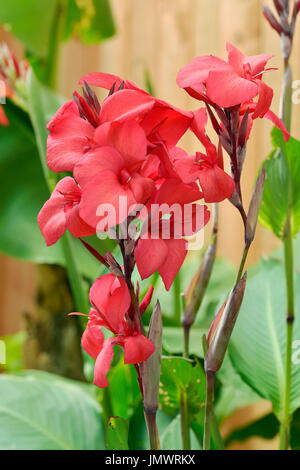 Closeup shot of a purple flower Stock Photo - Alamy