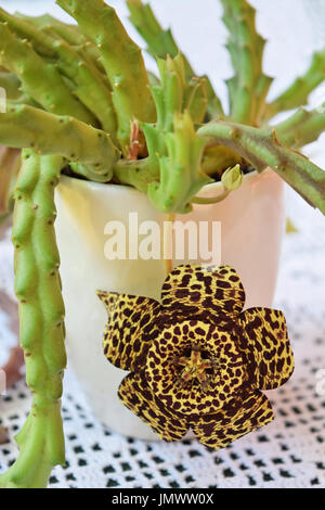 Beautiful leopard spotted cactus flower in blossom Stock Photo - Alamy