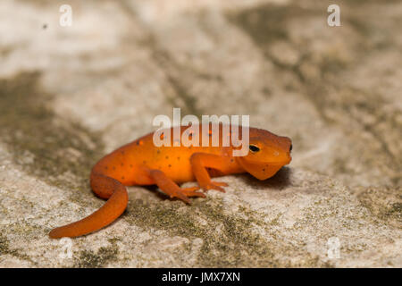Closeup of Newt Red spotted Newt red eft N viridescens viridescens on ...